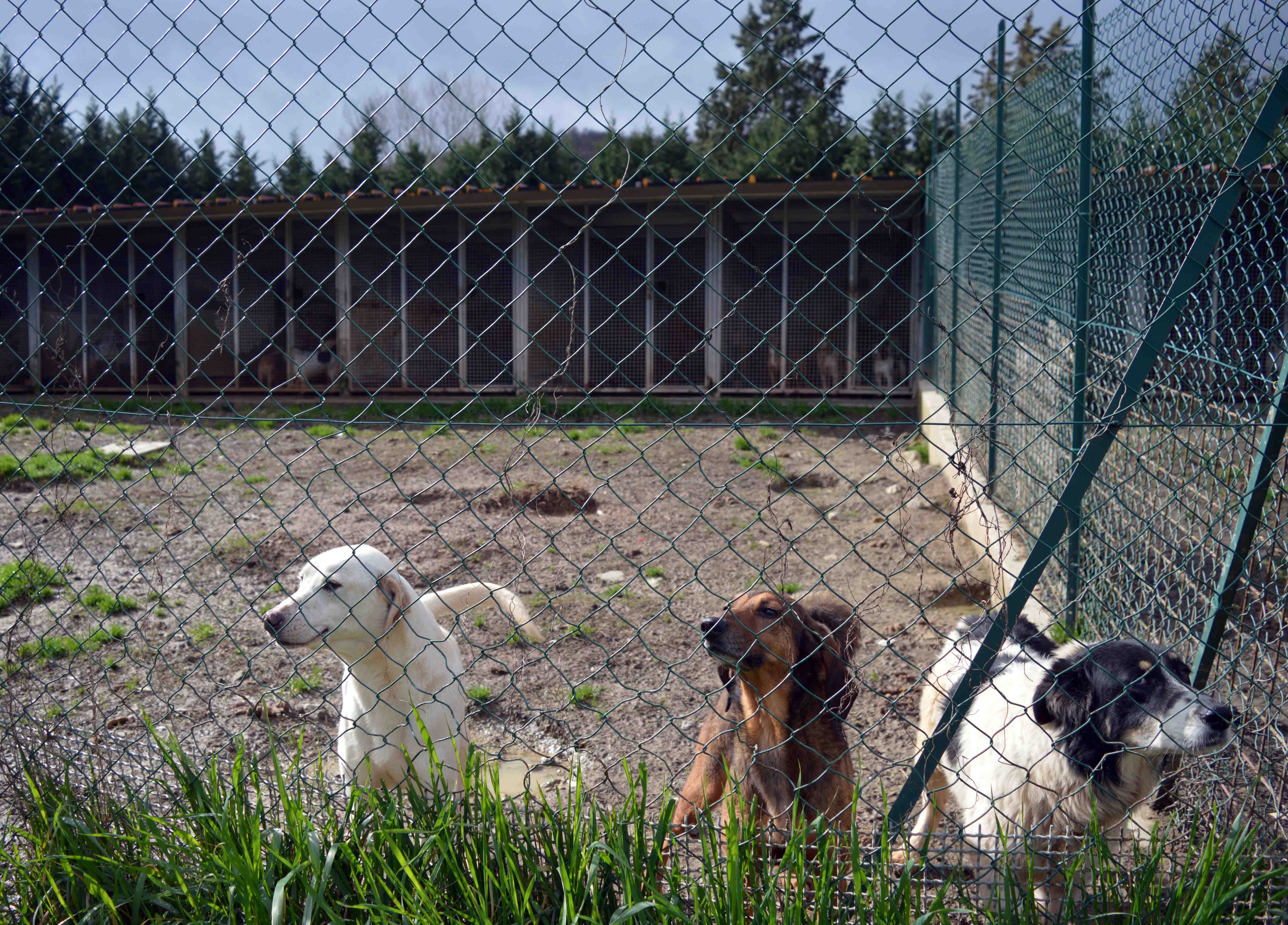 La gestione del canile di Lerchi affidata per tre anni all'Enpa - Alto ...